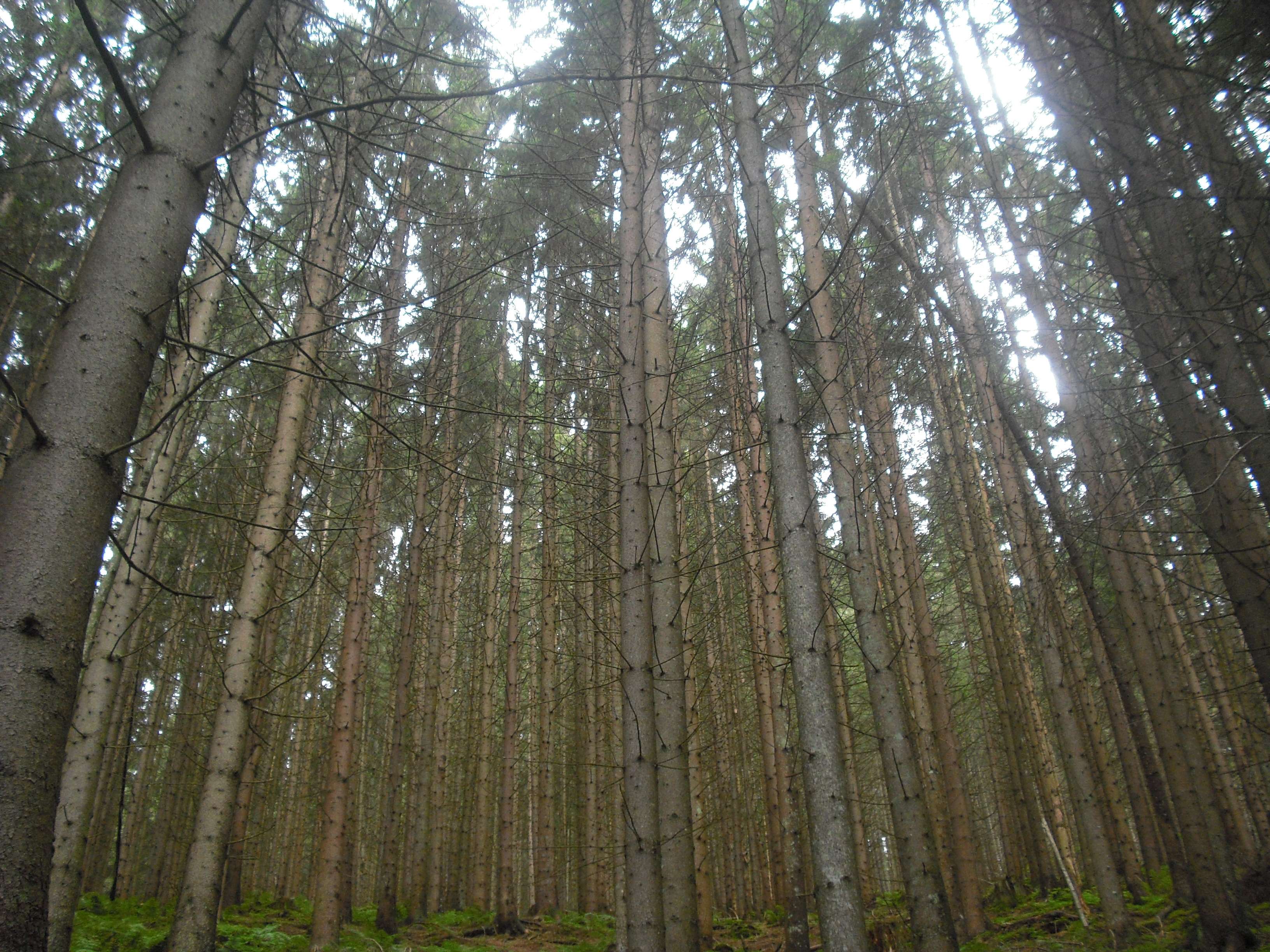 US Clears Test of Genetically Modified Trees in Southern US | Center ... US Clears Test of Genetically Modified Trees in Southern US | Center ...