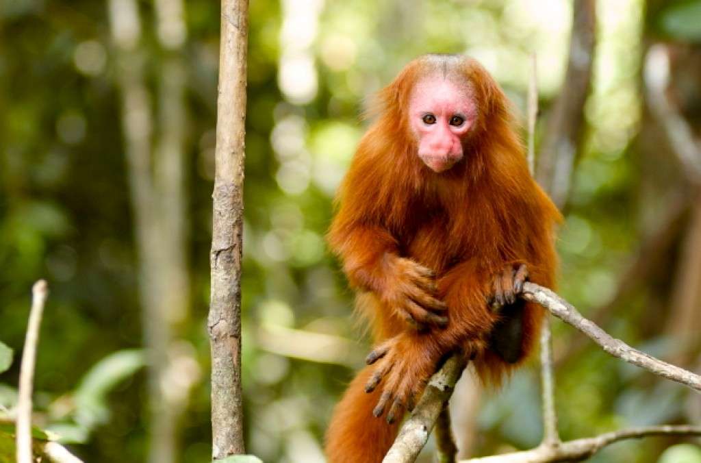 Uakaris Red Face Monkey in Iquitos Peru - Center for International ...