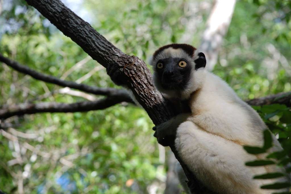 Madagascar monkey - Center for International Environmental Law